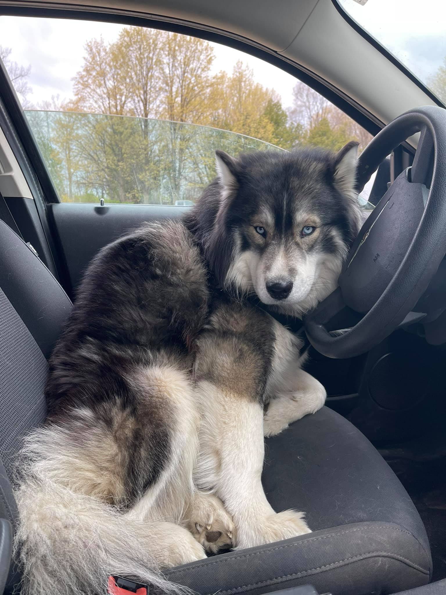 15 Hilarious Pictures About "#unflattering_dog_photo_challenge" Are ...