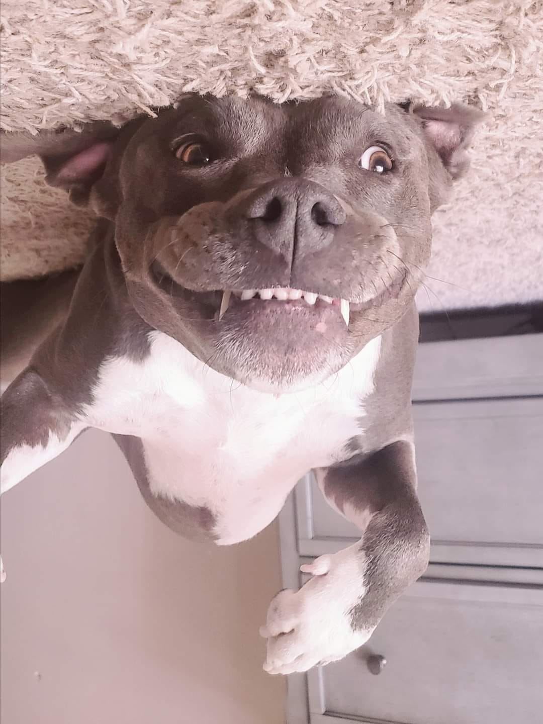 15 Hilarious Pictures About "#unflattering_dog_photo_challenge" Are ...