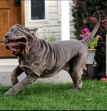 15 Hilarious Pictures About "#unflattering_dog_photo_challenge" Are ...