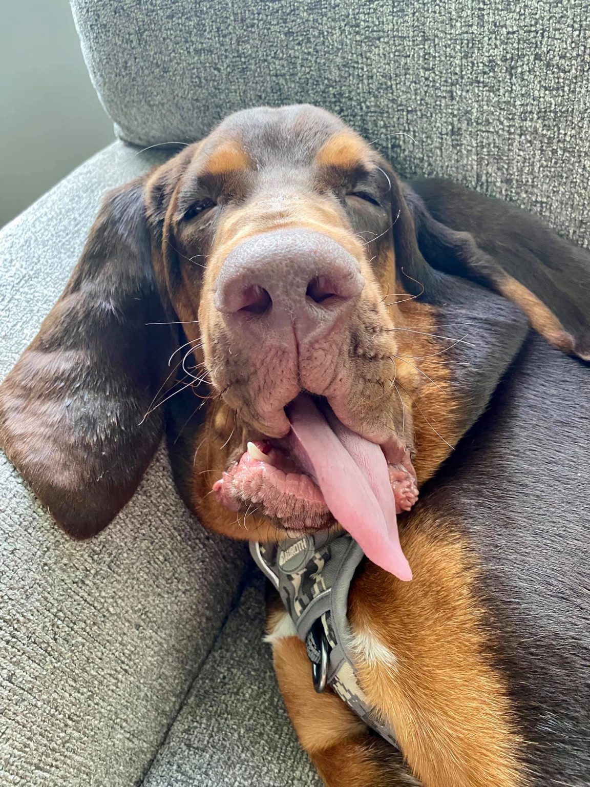 15 Hilarious Pictures About "#unflattering_dog_photo_challenge" Are ...