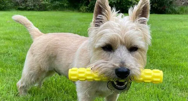 Top 10 Small Dog Breeds With High Energy Levels - ilovedogscute.com