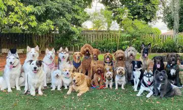 15 Amazing Group Photos Showing The Happiness Of Dogs - ilovedogscute.com