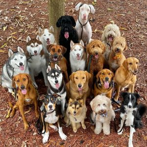 15 Amazing Group Photos Showing The Happiness Of Dogs - ilovedogscute.com