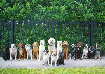 15 Amazing Group Photos Showing The Happiness Of Dogs - ilovedogscute.com