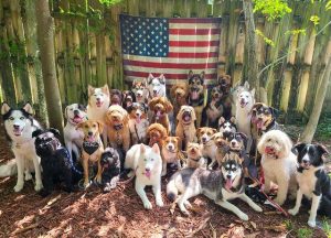 15 Amazing Group Photos Showing The Happiness Of Dogs - ilovedogscute.com