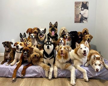 15 Amazing Group Photos Showing The Happiness Of Dogs - ilovedogscute.com