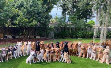 15 Amazing Group Photos Showing The Happiness Of Dogs - ilovedogscute.com