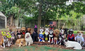 15 Amazing Group Photos Showing The Happiness Of Dogs - ilovedogscute.com