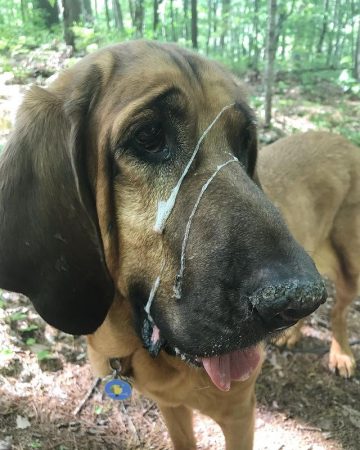 Top 10 Dog Breeds That Drool The Most - ilovedogscute.com