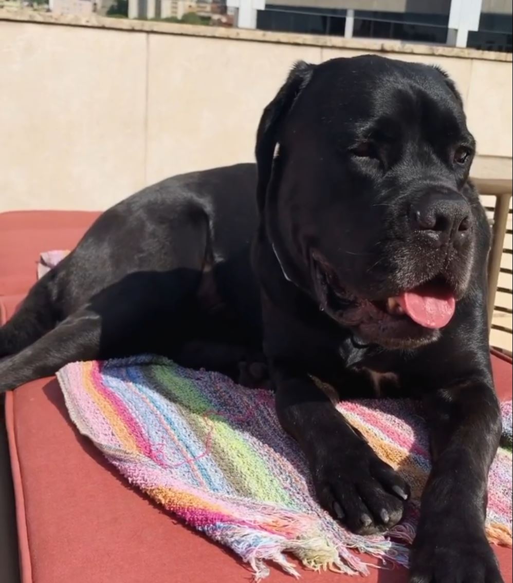 Top 10 Dog Breeds That Drool The Most - ilovedogscute.com