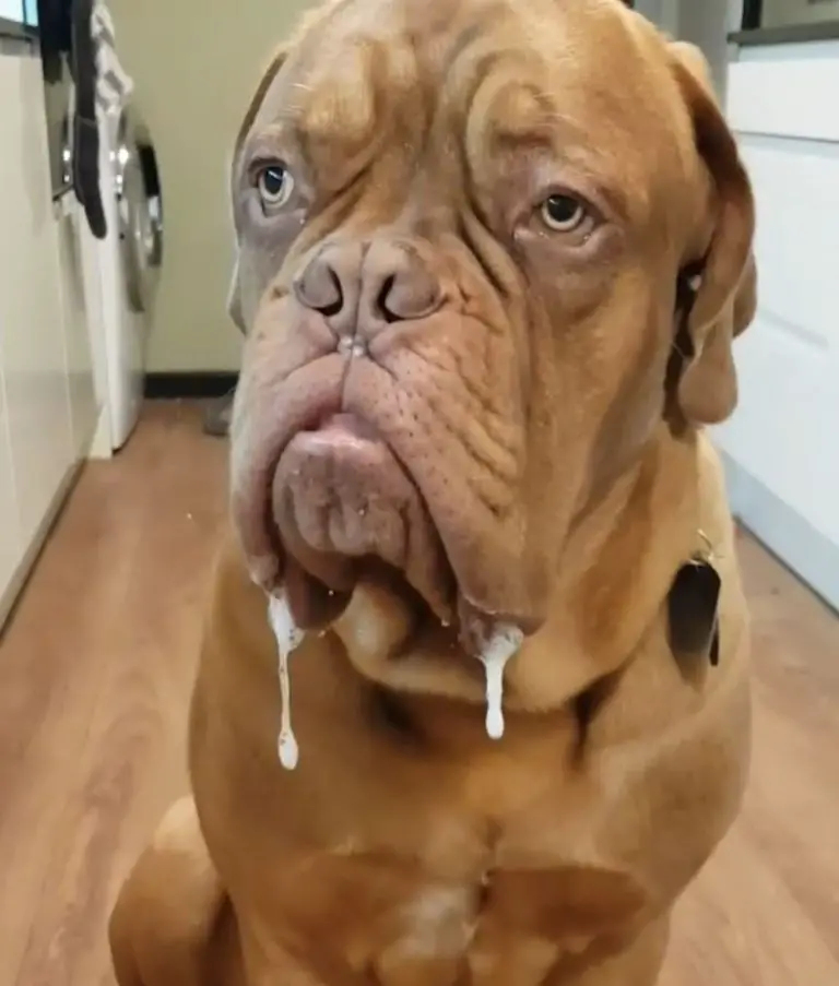 Top 10 Dog Breeds That Drool The Most - ilovedogscute.com