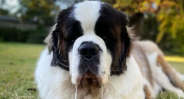 Top 10 Dog Breeds That Drool The Most - ilovedogscute.com