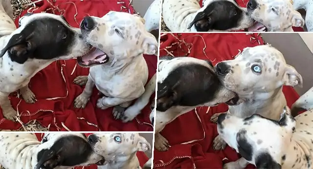 15 Funny Photos Of Dogs With Their Weird Actions - ilovedogscute.com