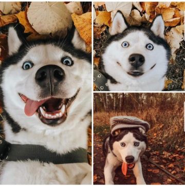 15 Funny Photos That Show Huskies Are The Weirdest Dogs Ever ...