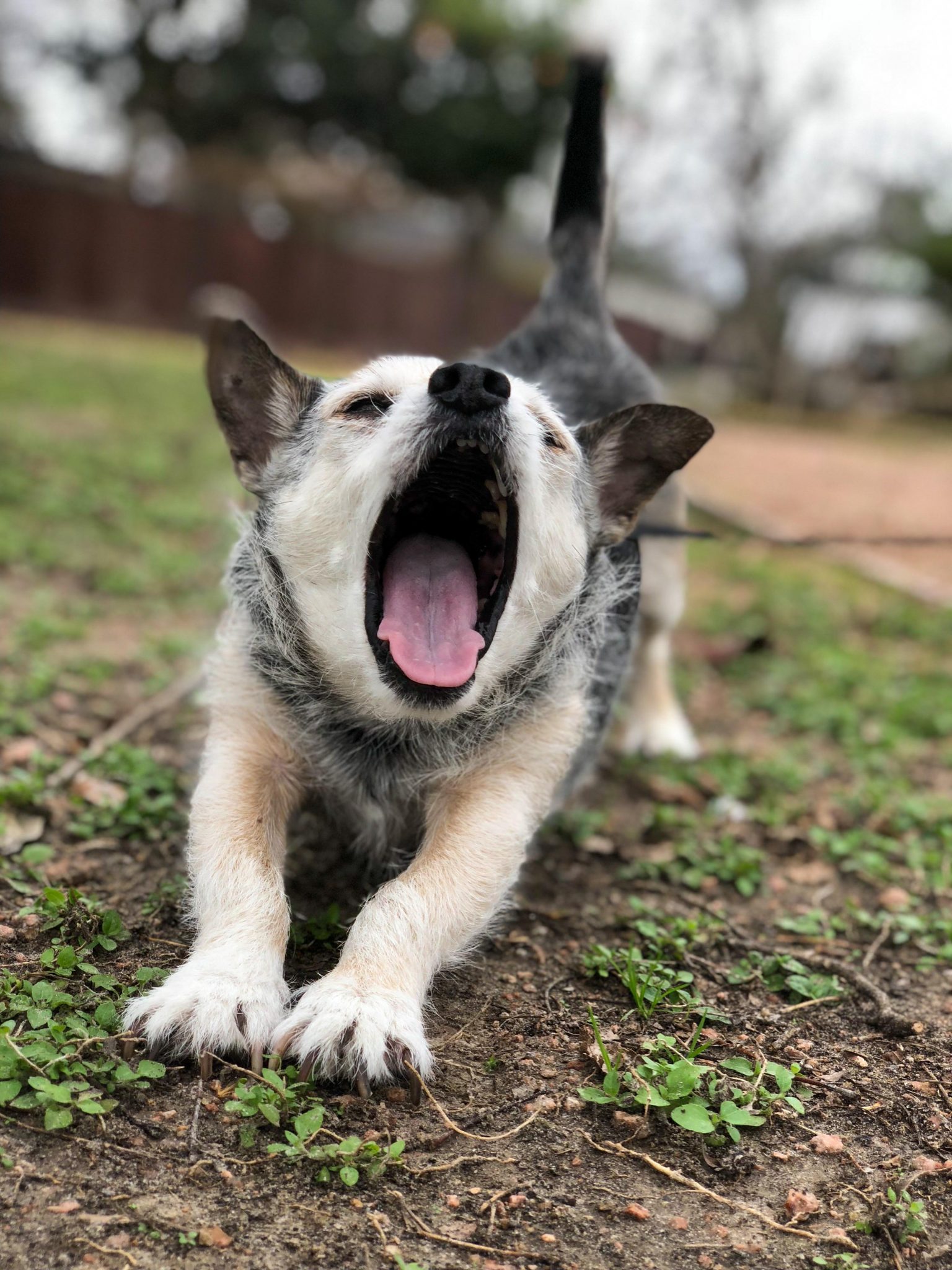 15 Hilarious Pictures Of Dogs That Show You Their Extremely Wide Mouth ...
