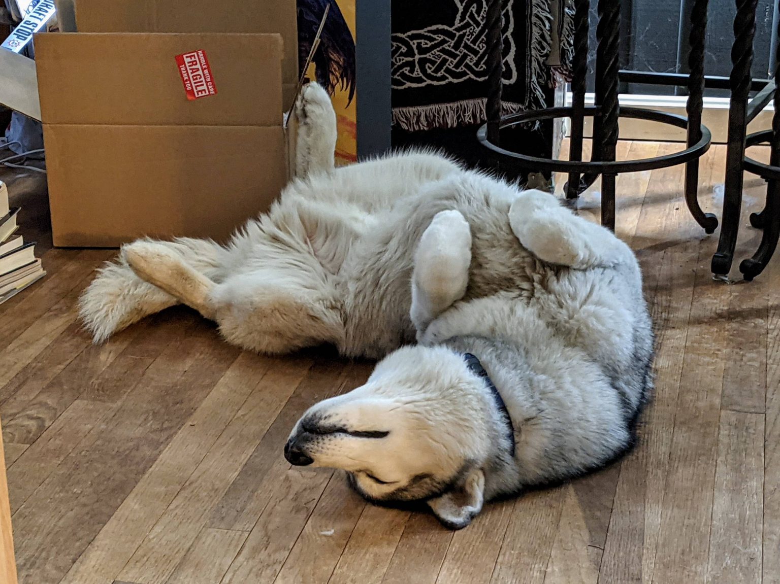 15 Funny Photos That Show Huskies Are The Weirdest Dogs Ever ...