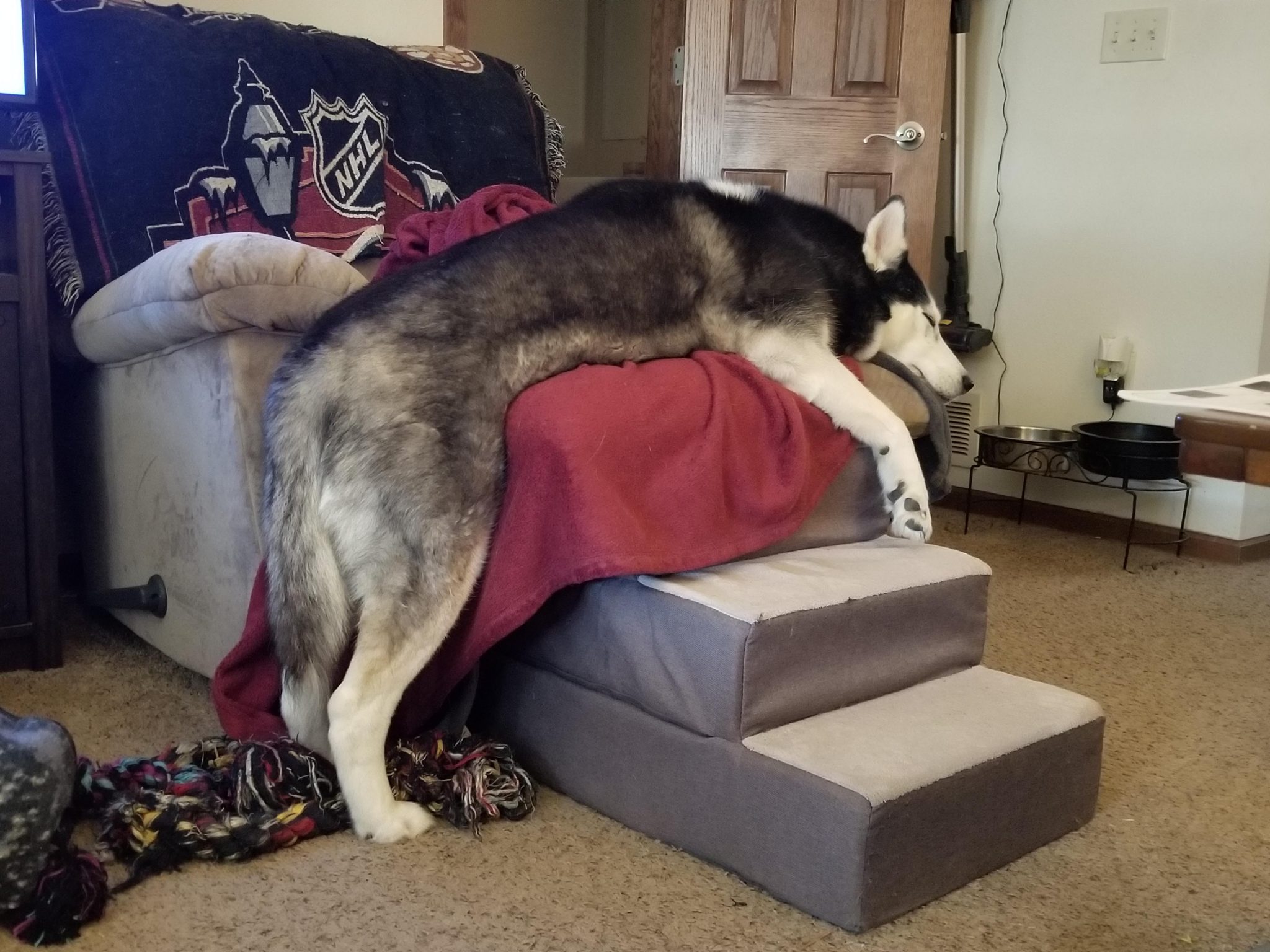 15 Funny Photos That Show Huskies Are The Weirdest Dogs Ever ...