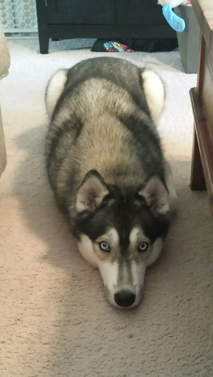15 Funny Photos That Show Huskies Are The Weirdest Dogs Ever ...
