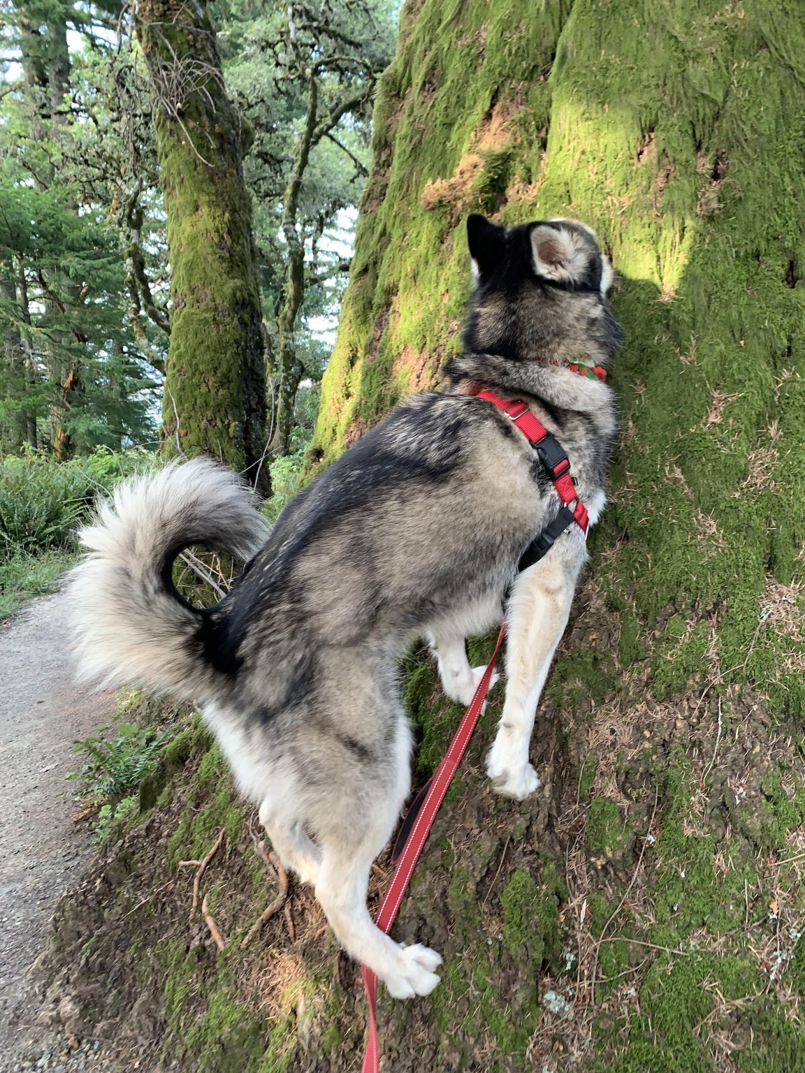 15 Funny Photos That Show Huskies Are The Weirdest Dogs Ever ...