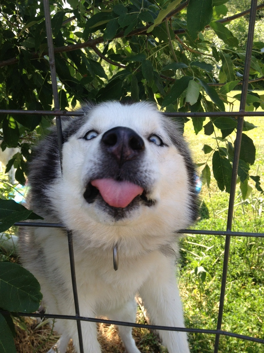 15 Funny Photos That Show Huskies Are The Weirdest Dogs Ever ...