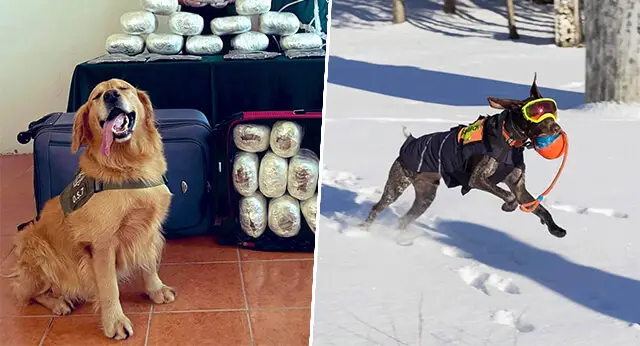15 Amazing Pictures Of Specially Trained Real Working Dogs ...
