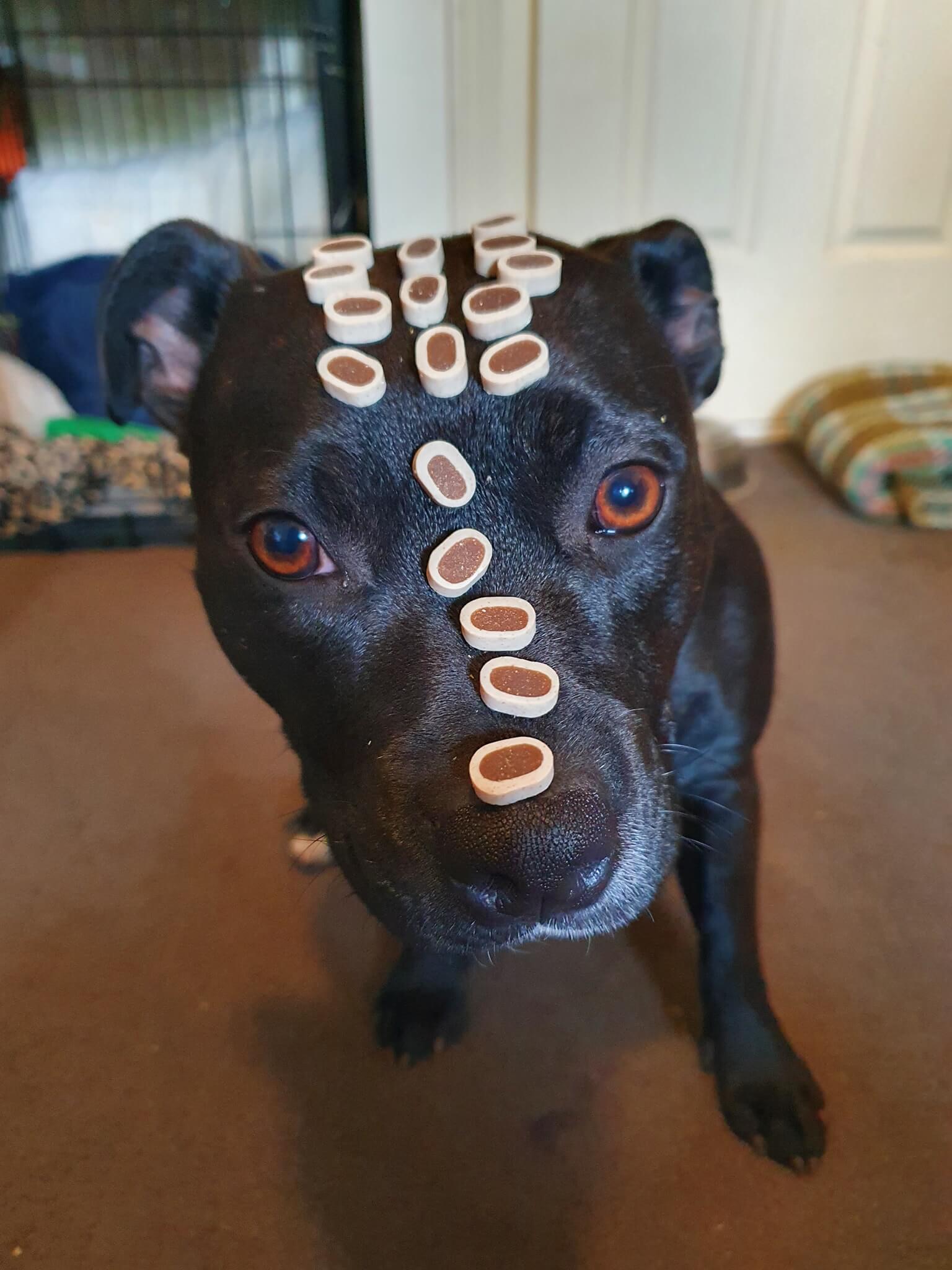 15 Adorable Pictures Of Obedient Dogs In The Leave It Challenge ...