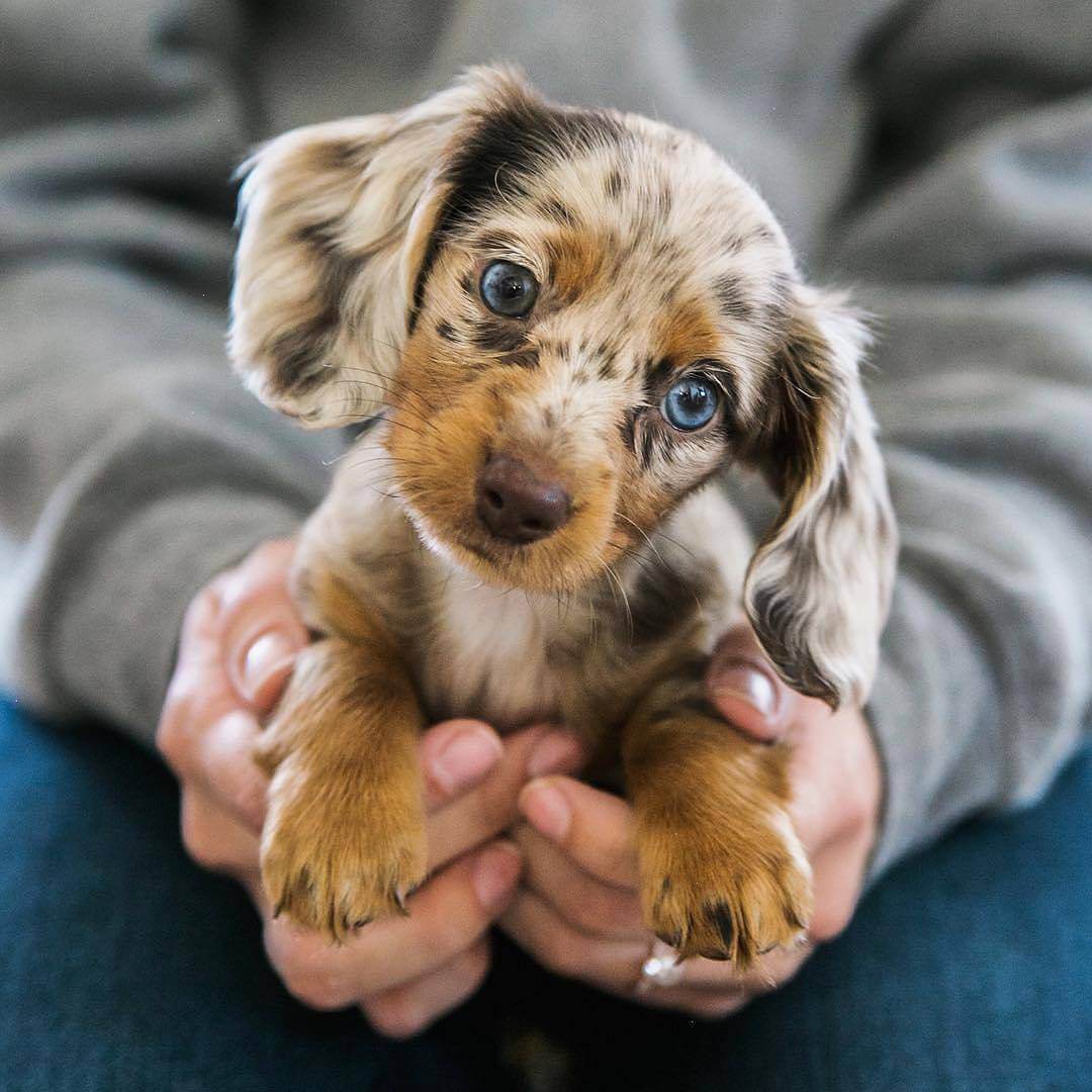 15 Adorable Photos Of Blue Eyed Puppies That Make Everyone Fall In Love ...