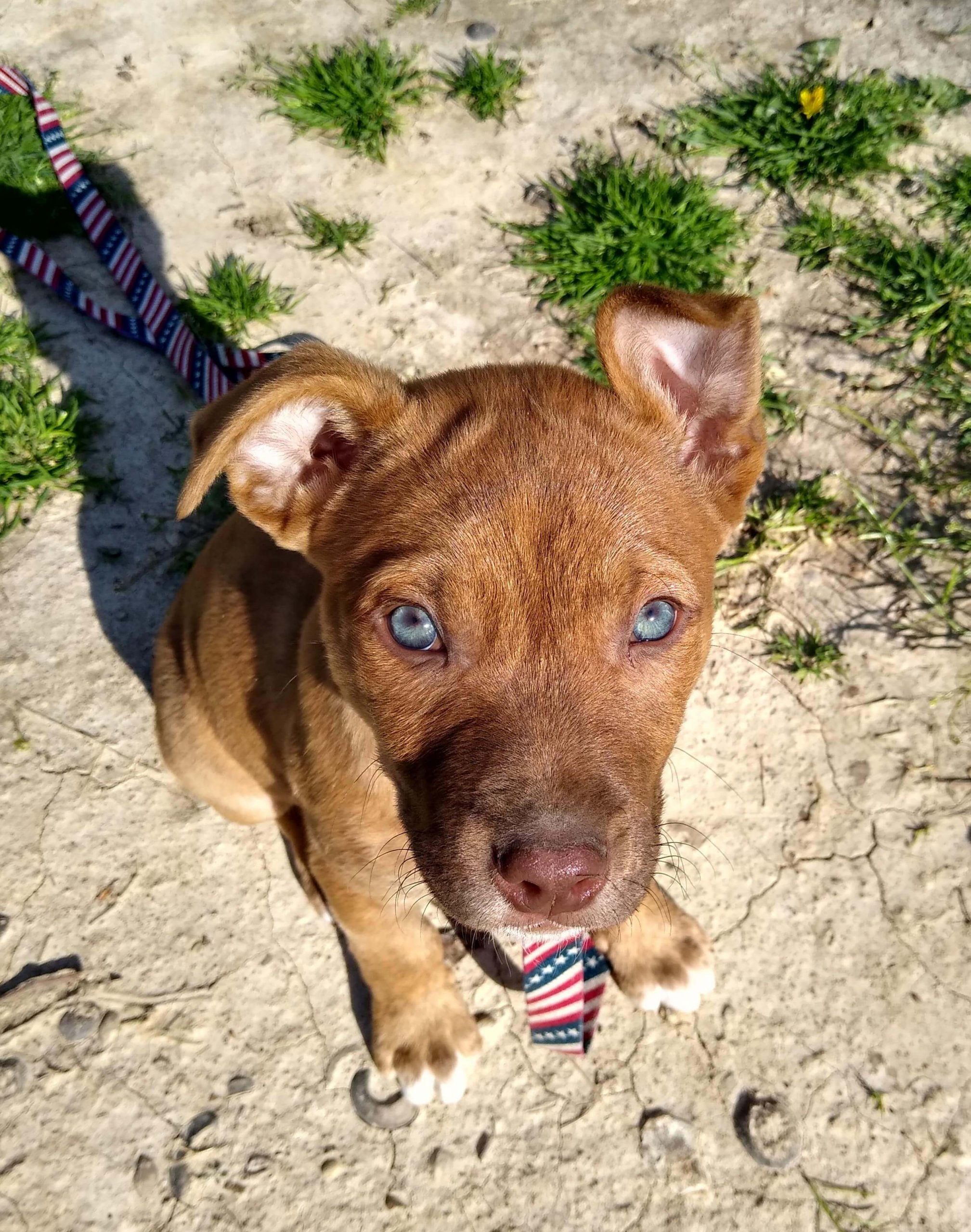 15 Adorable Photos Of Blue Eyed Puppies That Make Everyone Fall In Love ...