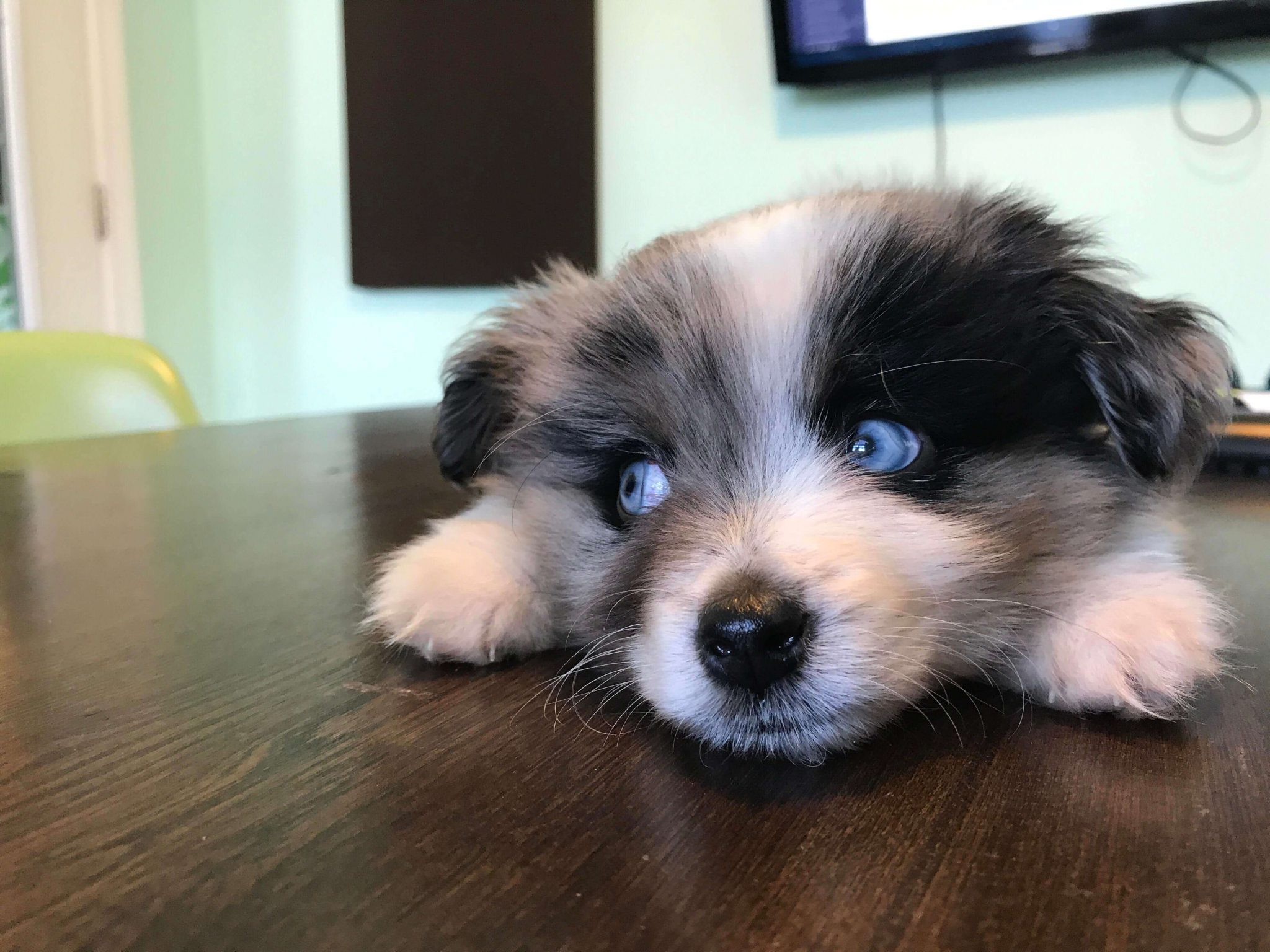 15 Adorable Photos Of Blue Eyed Puppies That Make Everyone Fall In Love ...