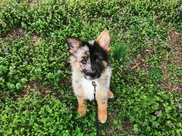 15 Pictures Of Dogs With Rare Unique Beauty - ilovedogscute.com