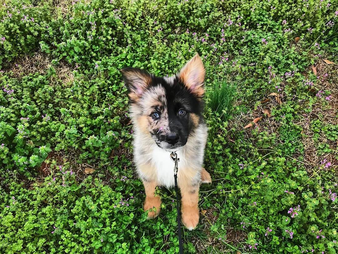 15 Pictures Of Dogs With Rare Unique Beauty - ilovedogscute.com