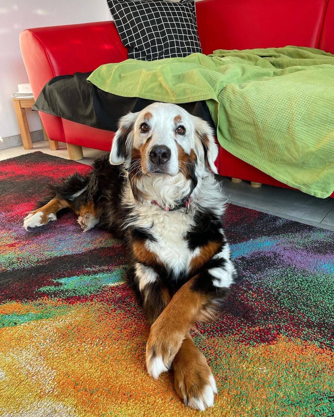 15 Pictures Of Dogs With Rare Unique Beauty - ilovedogscute.com