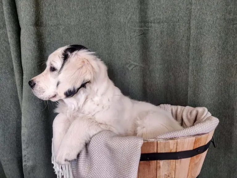 15 Pictures Of Dogs With Rare Unique Beauty - ilovedogscute.com