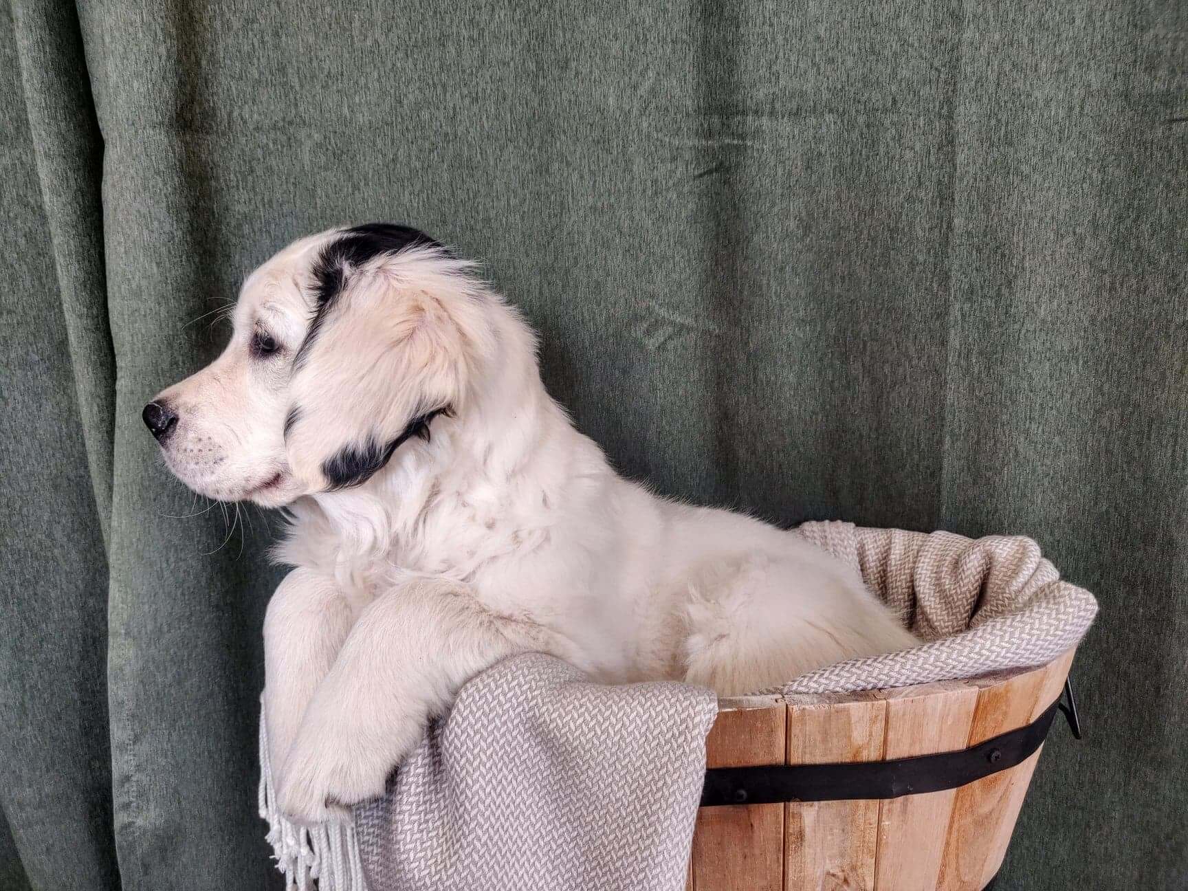 15 Pictures Of Dogs With Rare Unique Beauty - ilovedogscute.com