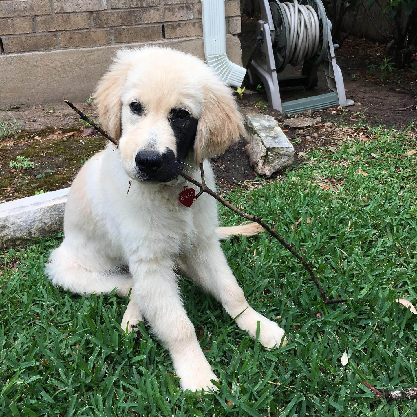 15 Pictures Of Dogs With Rare Unique Beauty - ilovedogscute.com