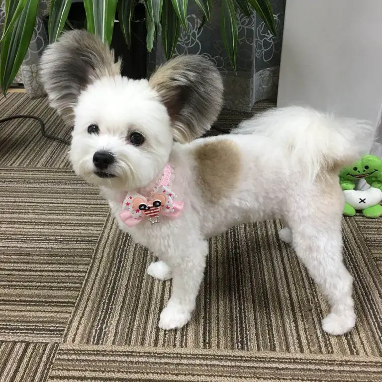 15 Pictures Of Dogs With Rare Unique Beauty - ilovedogscute.com