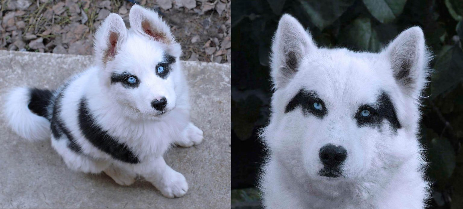15 Pictures Of Dogs With Rare Unique Beauty - ilovedogscute.com