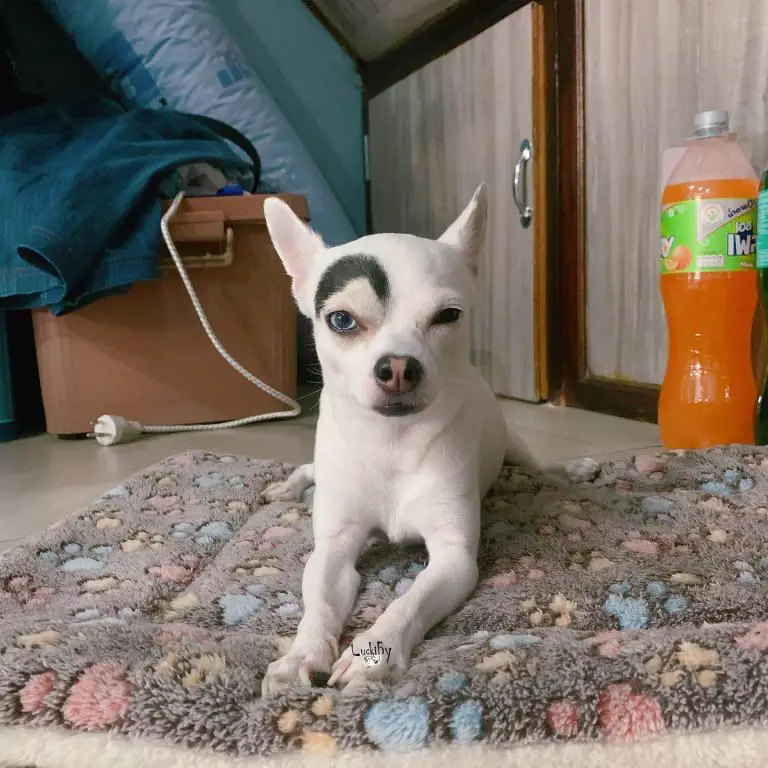 15 Pictures Of Dogs With Rare Unique Beauty - ilovedogscute.com