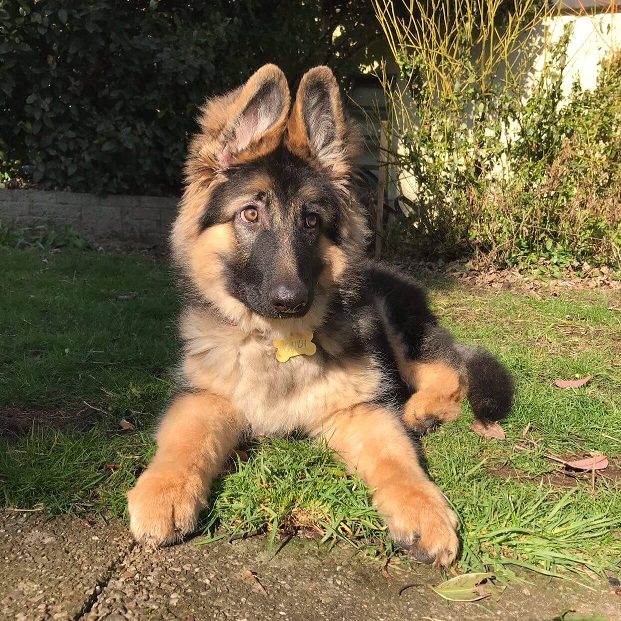 15 Adorable Photos Of German Shepherd Puppies With Pure Beauty ...