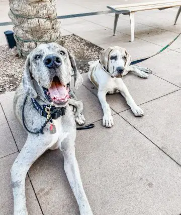 Top 10 Most Affectionate Large Dog Breeds - ilovedogscute.com