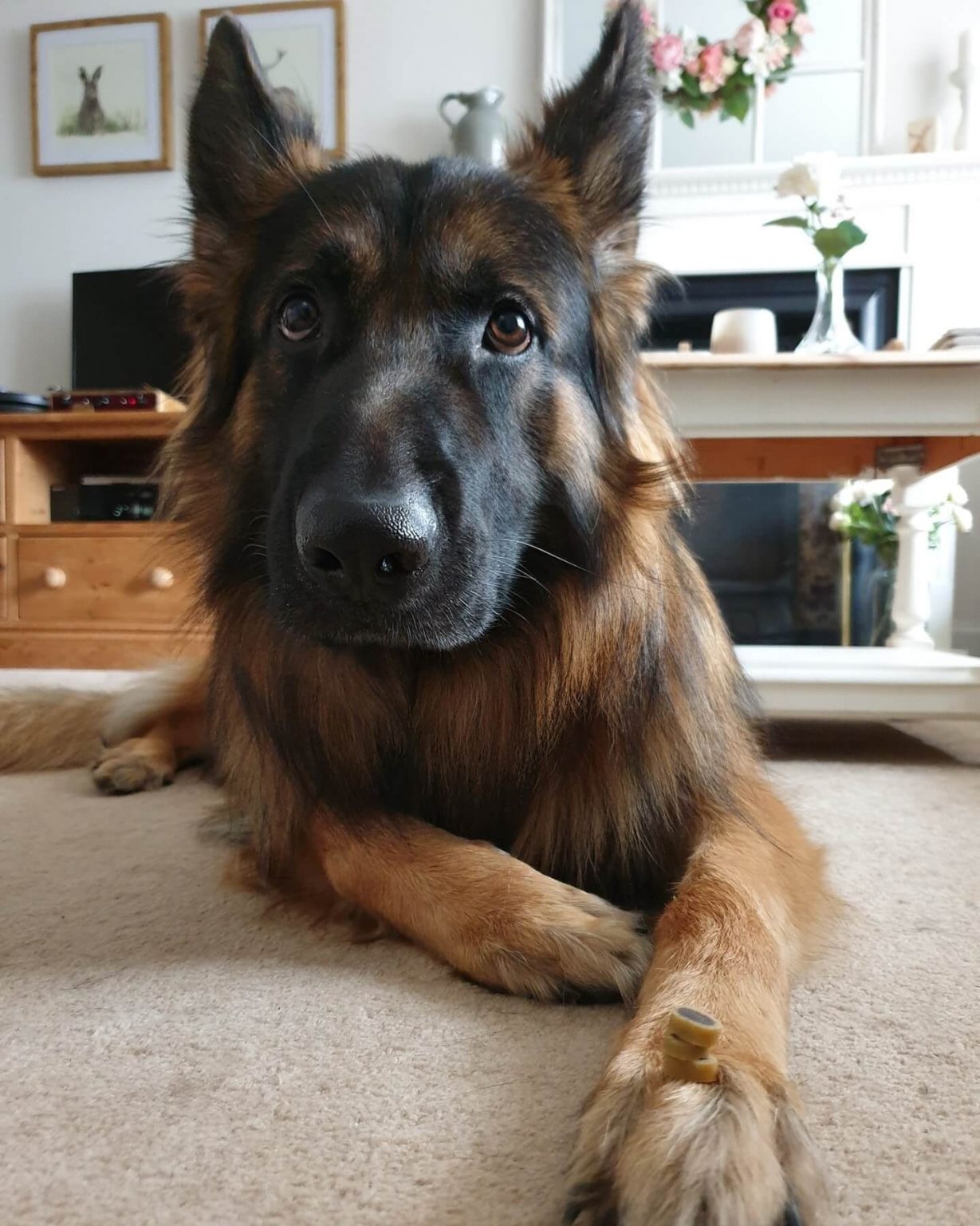 15 Adorable Pictures Of Obedient Dogs In The Leave It Challenge ...