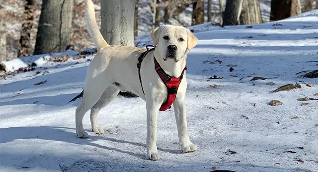 Top 10 Most Affectionate Large Dog Breeds - ilovedogscute.com