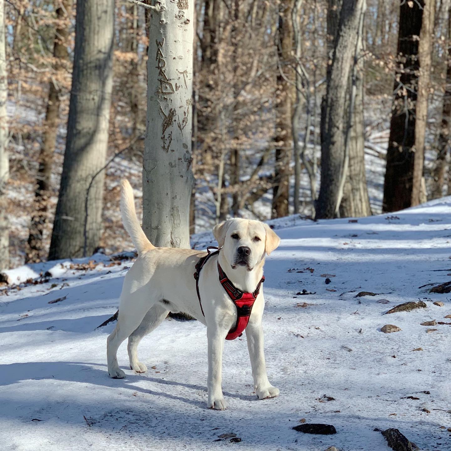 Top 10 Most Affectionate Large Dog Breeds - ilovedogscute.com