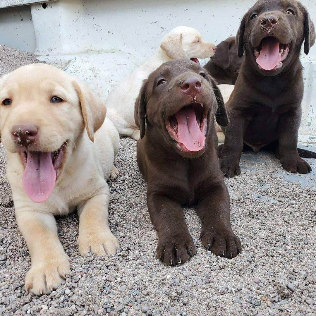 15 Adorable Photos Of Labrador Retriever Puppies With Pure Beauty ...