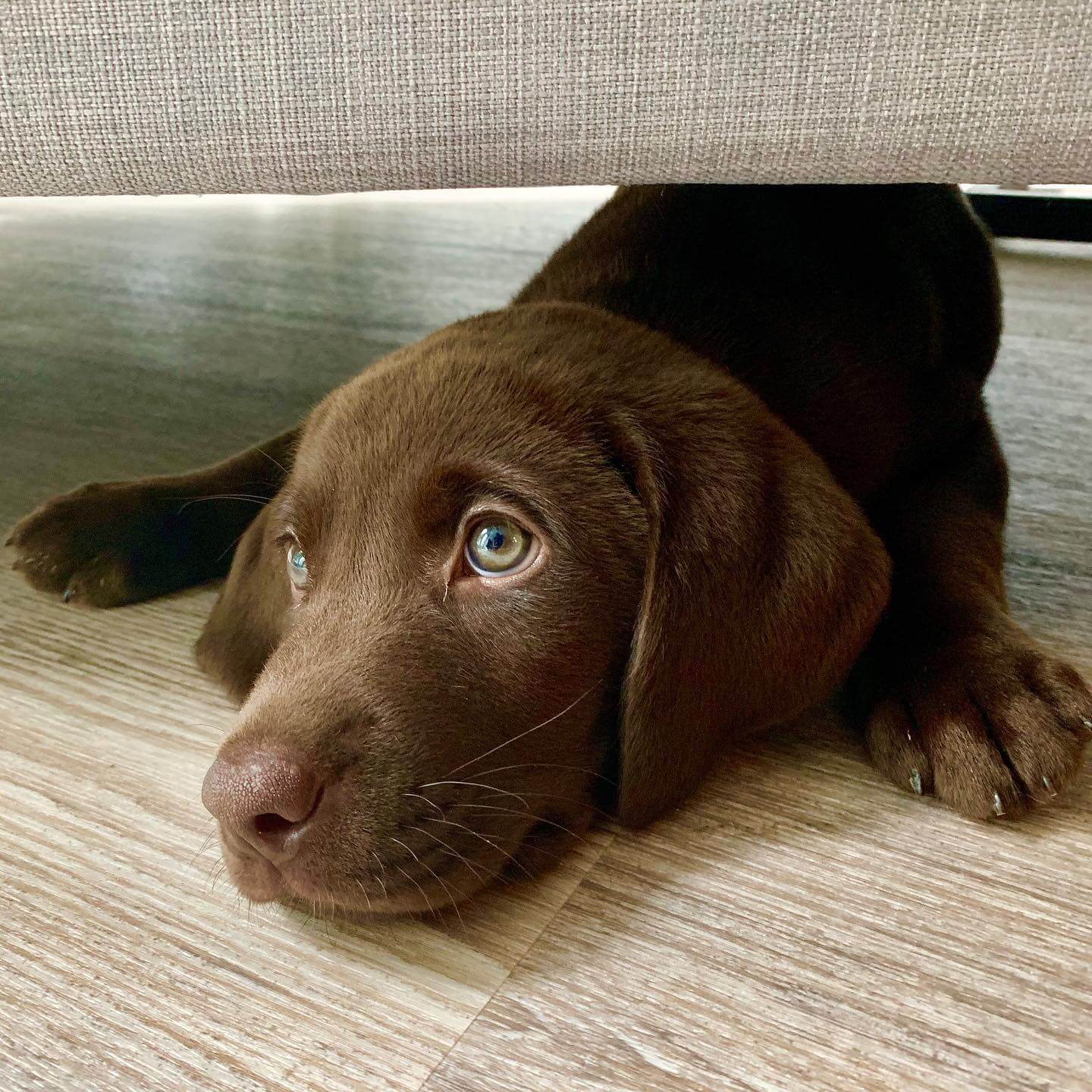 15 Adorable Photos Of Labrador Retriever Puppies With Pure Beauty ...