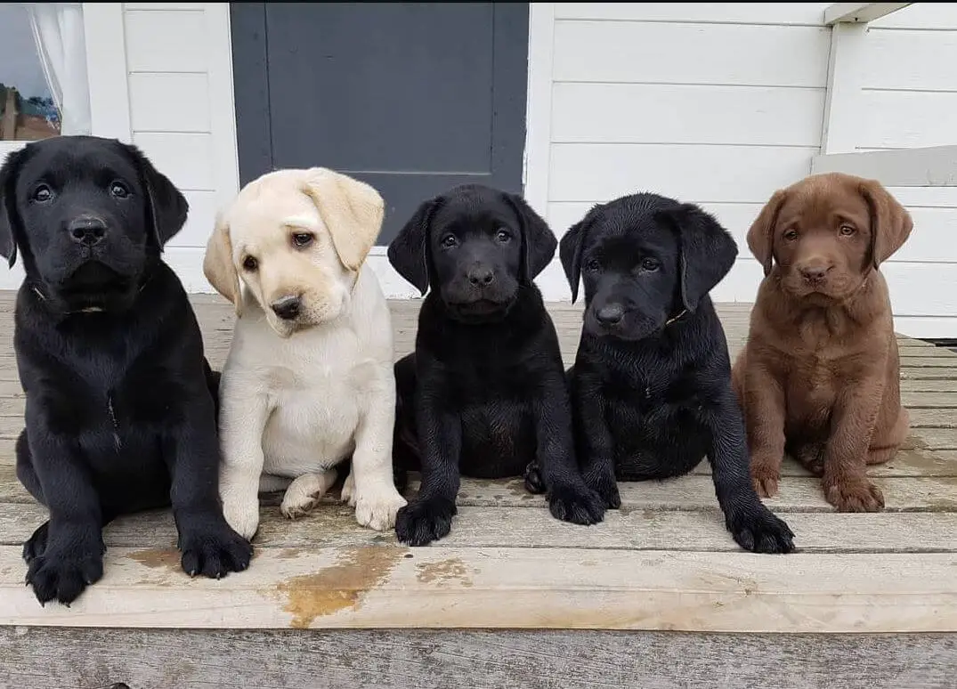 15 Adorable Photos Of Labrador Retriever Puppies With Pure Beauty