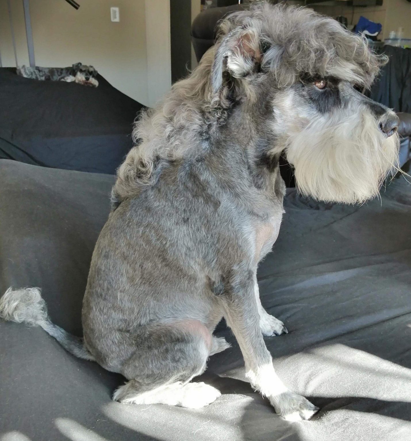10 Hilarious Pictures Of Dogs With Mullets That Remind People Of The ...