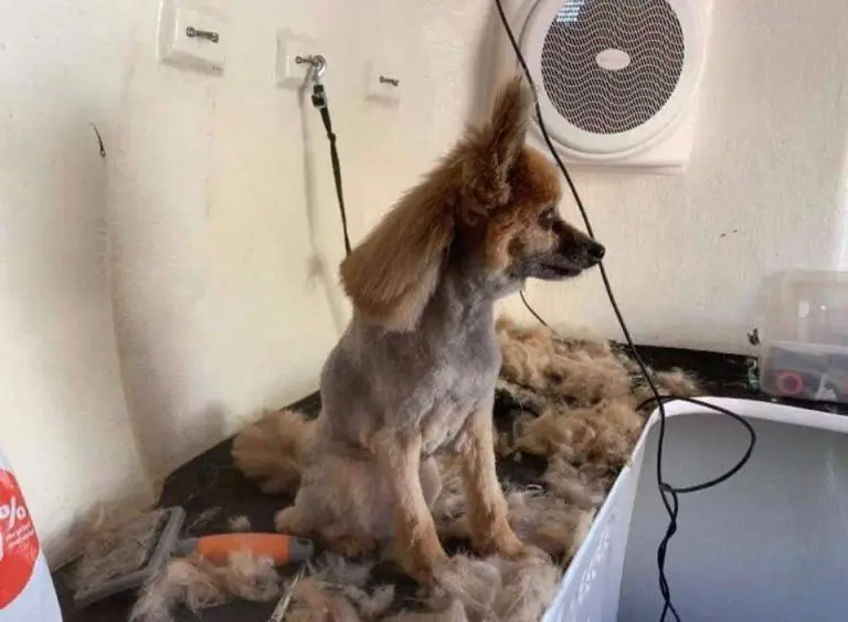 10 Hilarious Pictures Of Dogs With Mullets That Remind People Of The ...