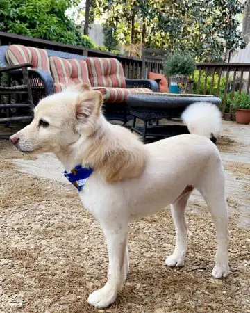 10 Hilarious Pictures Of Dogs With Mullets That Remind People Of The ...
