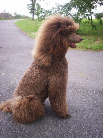 10 Hilarious Pictures Of Dogs With Mullets That Remind People Of The ...